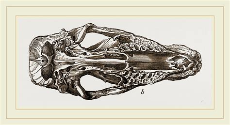 Skull Of Fossil Rhinoceros Drawing By Litz Collection Pixels