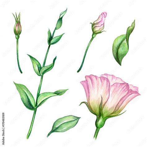 Watercolor Illustration Lisianthus Assorted Flower Collection Floral Design Elements Isolated