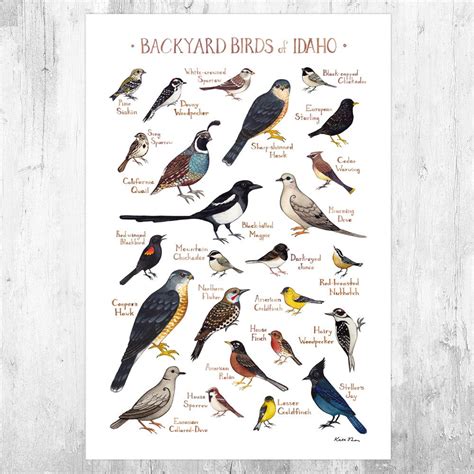 Idaho Backyard Birds Field Guide Art Print Backyard Birds Guided Art