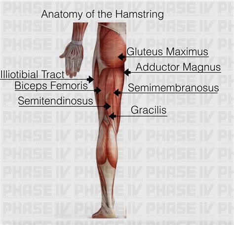 Hamstrings Anatomy
