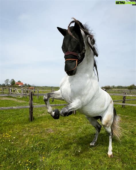 Matt Harnacke Wiki Biography Age Gallery Spouse And More