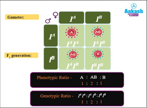 Multiple Allelism In Biology Definition Types And Importance Of