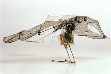 Epfl Looks To Bats Locusts For Jumping And Gliding Robots Ieee Spectrum