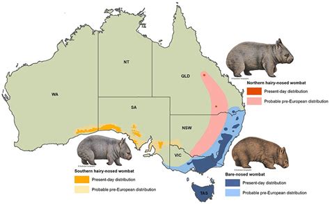 What Pleistocene Rewilding May Look Like If Implemented In North