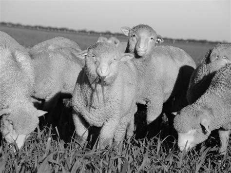 The Effect Of Grazing Intensity On Crops Birchip Cropping Group