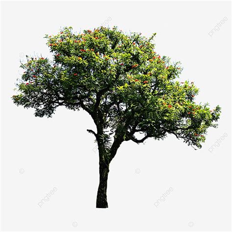 Isolated Tree Hd Transparent Isolated Trees With Flowers Tree Flower