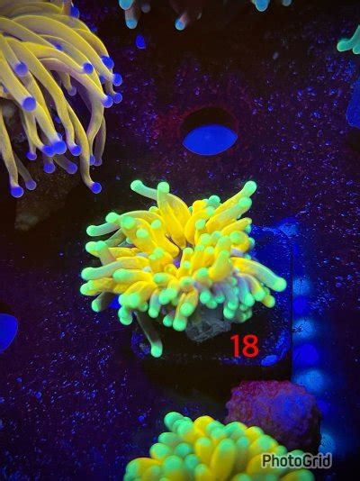 Reverse Tiger Grails 24k Tamer Og Grail Master And More Torches Other Euphyllia Reef2reef