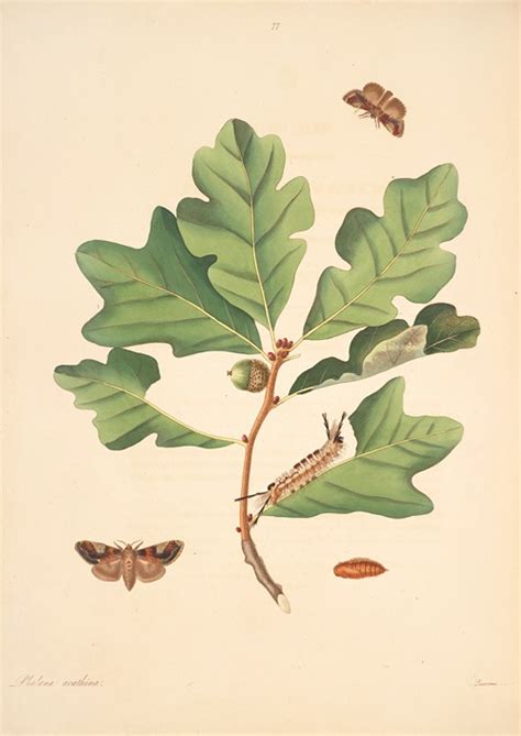 The Natural History Of The Rarer Lepidopterous Insects Of Georgia Pl