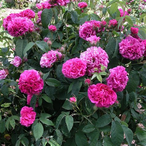 Rosier Charles De Mills Rosier Arbuste Les Roses André Eve