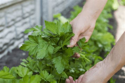 Plantes Aromatiques Comment Planter Du Persil