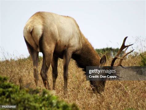 Tule Elk Photos And Premium High Res Pictures Getty Images
