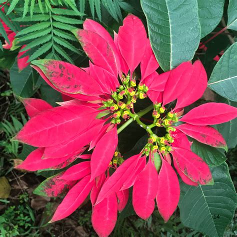 Wo Kaffee Und Pfeffer Wachsen Die Hillstation Yercaud