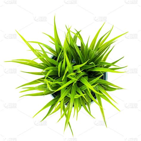 绿色的草在盆中孤立的白色背景与剪切路径素材 花瓣网