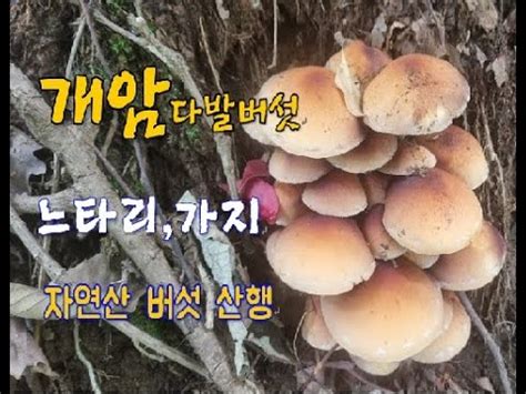 개암다발버섯 느타리버섯 가지버섯 서리버섯 산행 YouTube