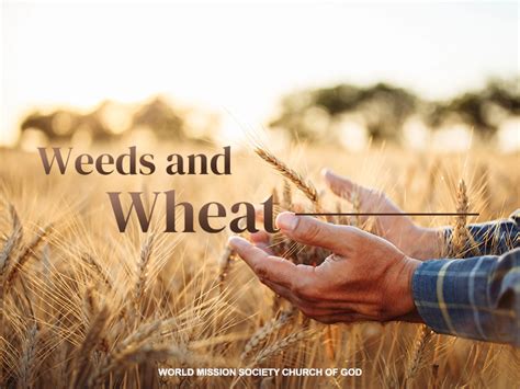 Weeds And Wheat World Mission Society Church Of God Zambia Wmscog