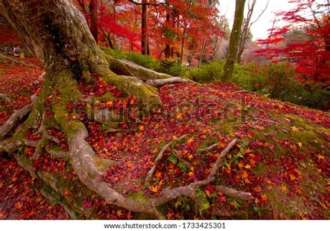 Japanese Maple Roots Tree Photos And Images