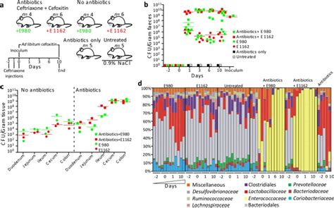 Antibiotic Driven Dysbiosis Mediates Intraluminal Agglutination And