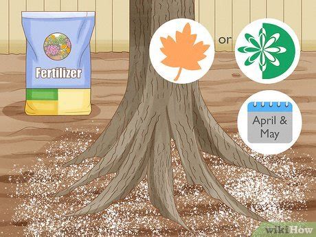 How To Fertilize Trees Steps With Pictures WikiHow