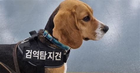 꽃길만 걷개 은퇴 검역탐지견 비글·리트리버 새 가족 찾는다