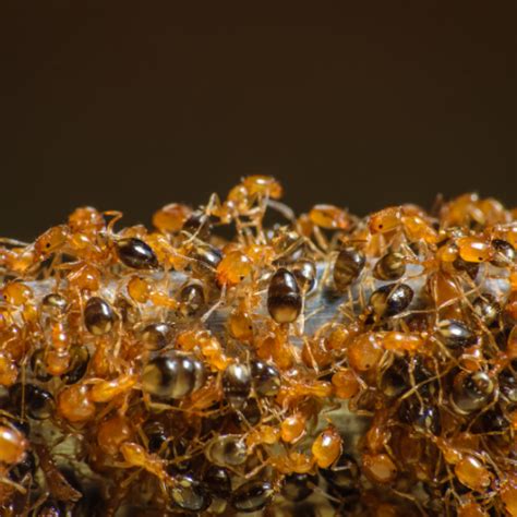 Pest Glossary Greenleaf Pest Solutions