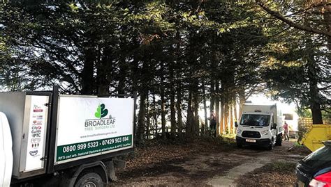 Tree Surgeons In Kent And Local Area Broadleaf Tree Surgery