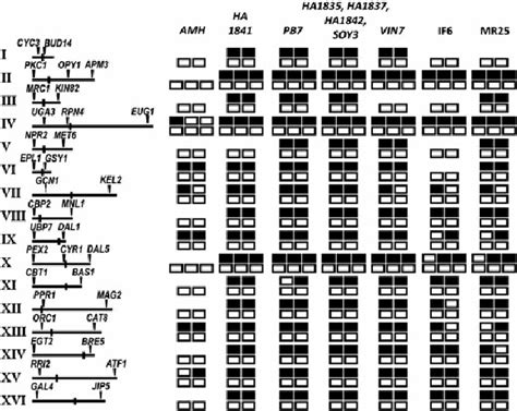 Rflps Analysis Of 35 Nuclear Genes From Double Hybrids Each Square