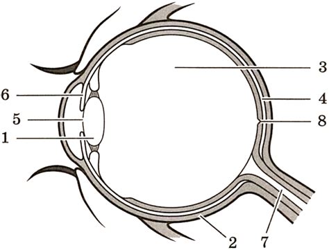 Каким номером на рисунке обозначено соцветие егэ