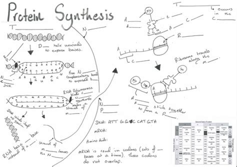 Protein Synthesis Revision Poster Teaching Resources