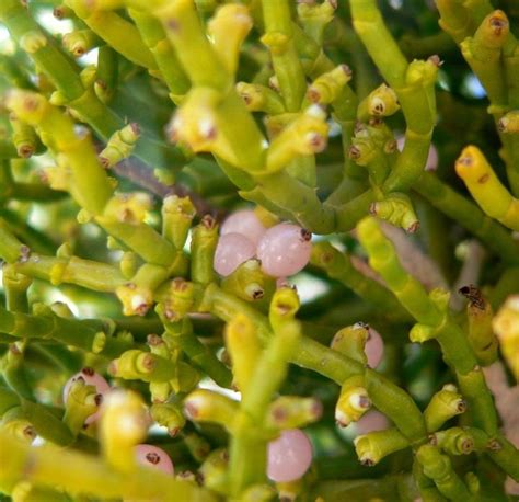 Phoradendron Juniperinum Alchetron The Free Social Encyclopedia