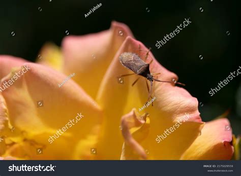 Edge Bug Images Stock Photos Vectors Shutterstock