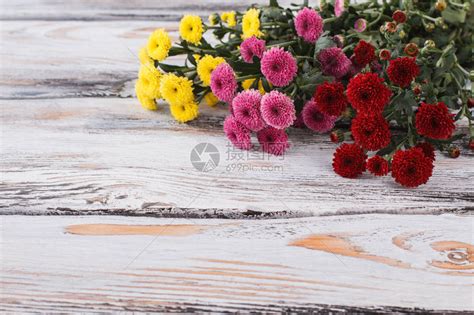 不同颜色的dahlias花朵高清图片下载 正版图片505457323 摄图网