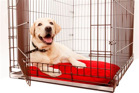 犬に留守番はできる？ 留守番上手にさせるために必要なこと、注意点｜ハグー みんなのペット里親情報