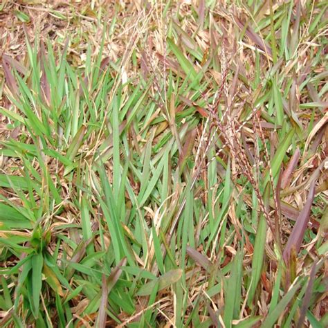 Grasses College Of Agriculture Forestry And Life Sciences Clemson