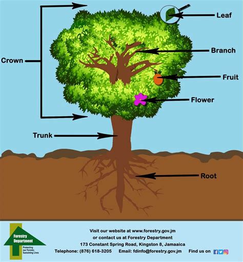 The Anatomy Of A Tree Diagram Understanding The Layers