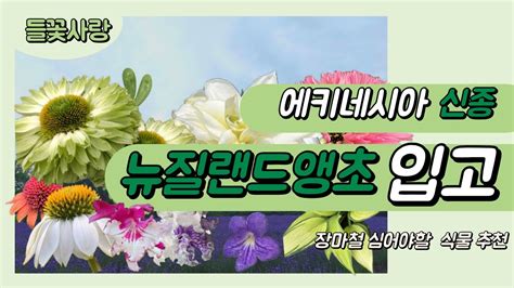 0714 뉴질랜드 앵초 32종 입고 야생화 Garden Gardening 에키네시아 뉴질랜드앵초 Flowers