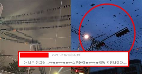 현재 까마귀에 점령 당하고 있다는 한국 지역 상황 지식의 정석