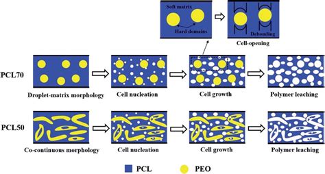 Schematic Diagram Of Cell Opening Processes For Porous Tubular Scaffolds Download Scientific