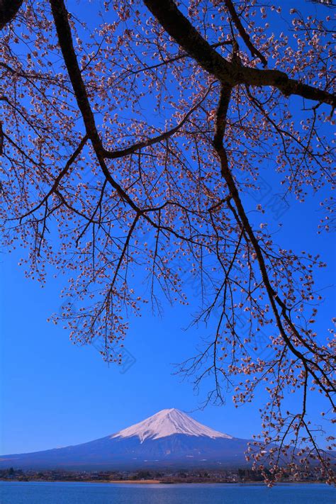 从河口湖在秋天富士山 包图企业站