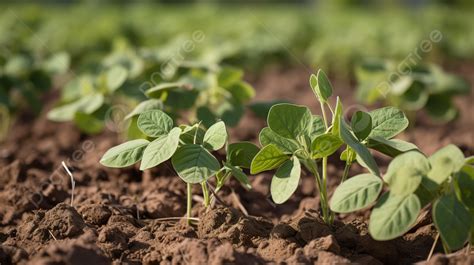 흙밭에서 자라는 콩 식물의 밭 핀토 콩 식물의 사진 음식 콩 배경 일러스트 및 사진 무료 다운로드 Pngtree