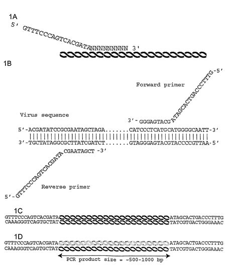 Method And Or Apparatus Of Oligonucleotide Design And Or Nucleic Acid Detection Eureka Patsnap