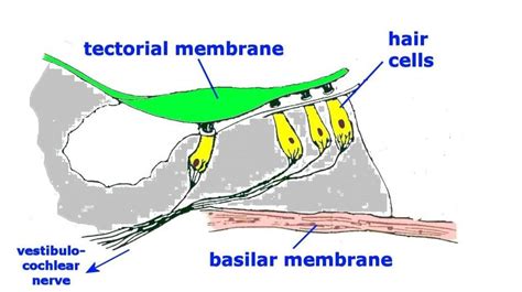 Tectorial Membrane
