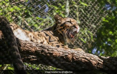 Us Zoo Shuts Down Briefly After Clouded Leopard Escapes