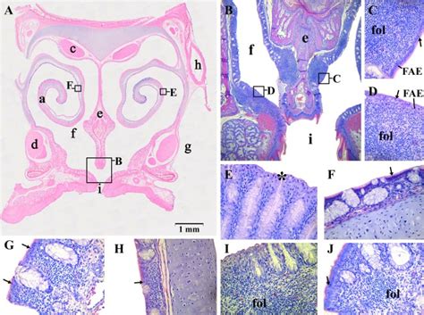 A He Stain Of The Nasal Cavity From Cross Section Iv A Concha