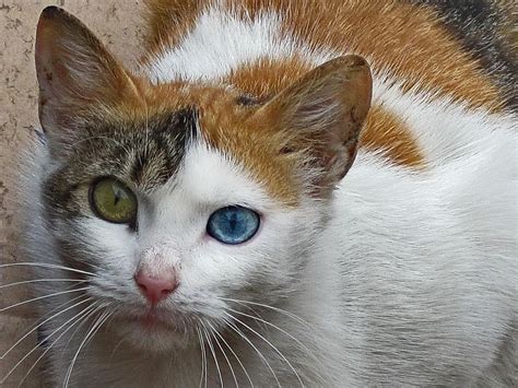 Types Of Multi Colored Cats At Amelie Woolley Blog