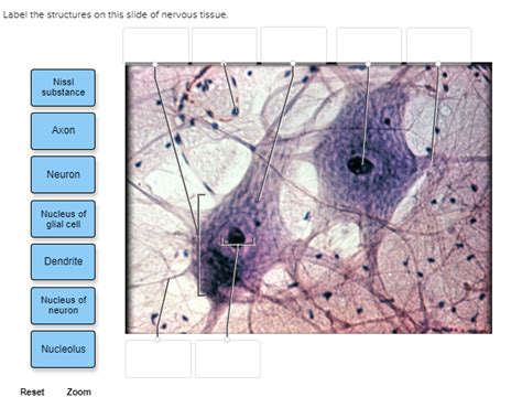 nervous tissue slides