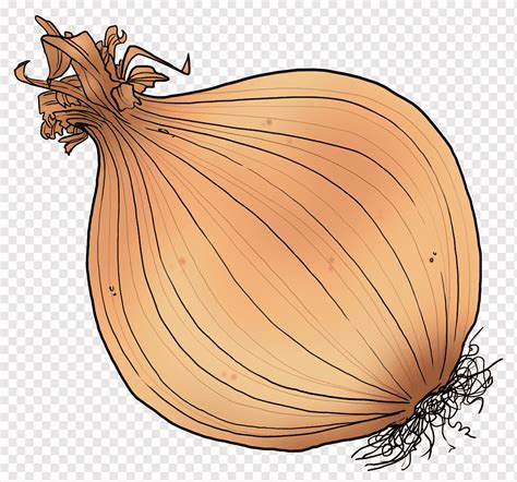 빠에야 양파 치킨 음식 야채 양파 닭고기 일러스트 레이 터 야채 Png Pngwing