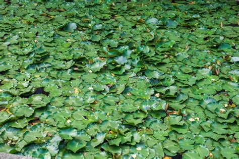Bunch Of Green Water Lily Pads On A Pond Top View Close Up Shot No People Stock Image Image