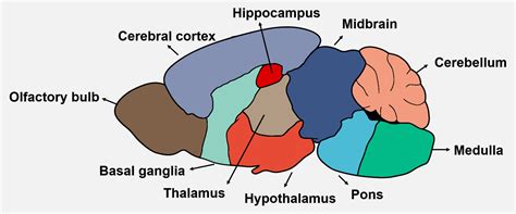 Mouse Brain Regions