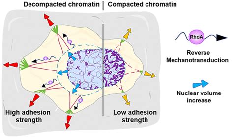 New Publication With Insights Into How To Control Cell Adhesion Dynamics And Aid In Designing
