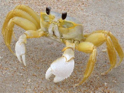 Truy N C T Ch Vi T Nam S T Ch Con D Tr Ng P